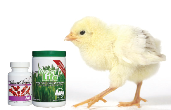 I’m Like a Spring Chicken – The AIM Companies