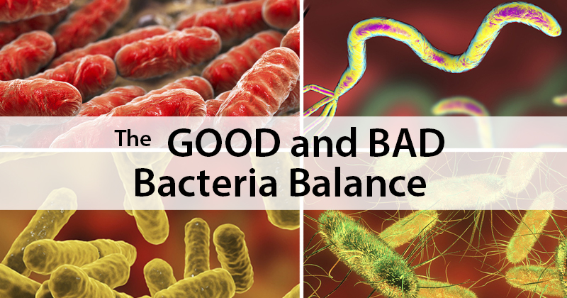 The Good and Bad Bacteria Balance – The AIM Companies
