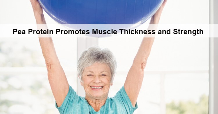 Pea Protein Promotes Muscle Thickness and Strength – The AIM Companies