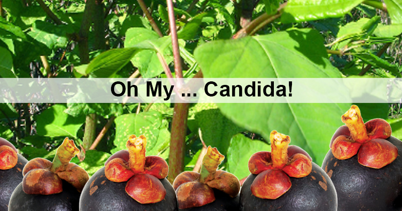 Oh My … Candida! – The AIM Companies