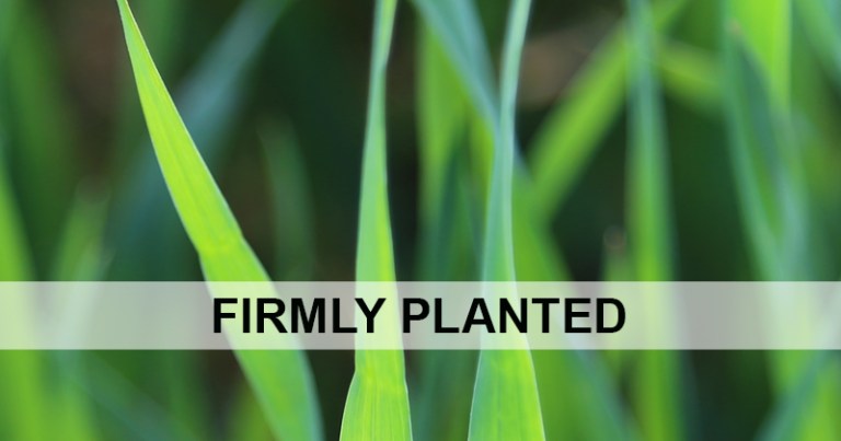 Firmly Planted – The AIM Companies