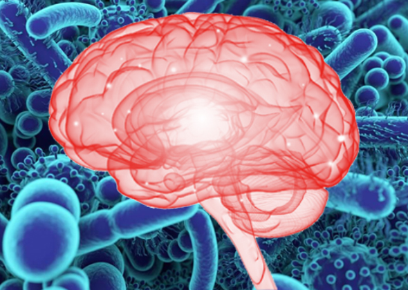 The Brain-Bacteria Chatline – The AIM Companies